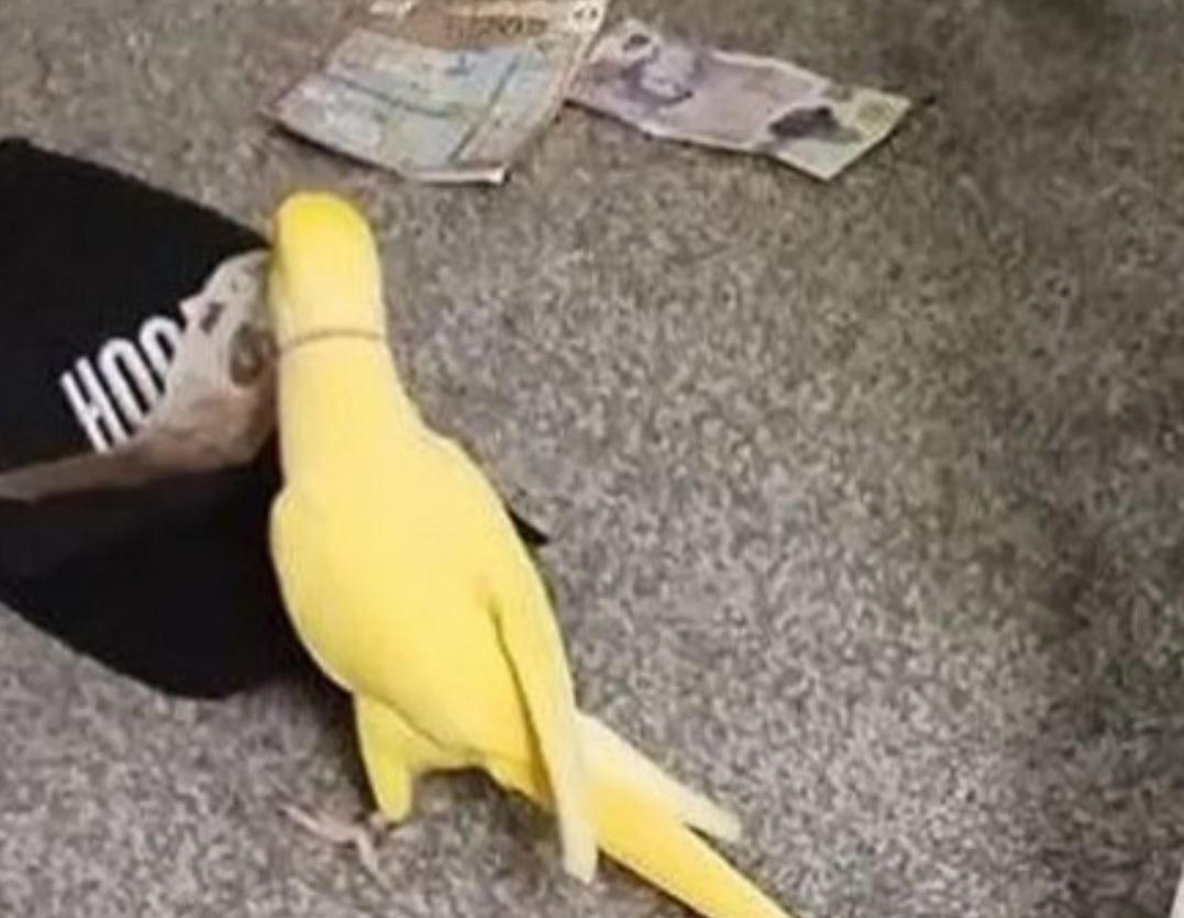 The Korean Underworld: From its birth to its rise and current state of ...